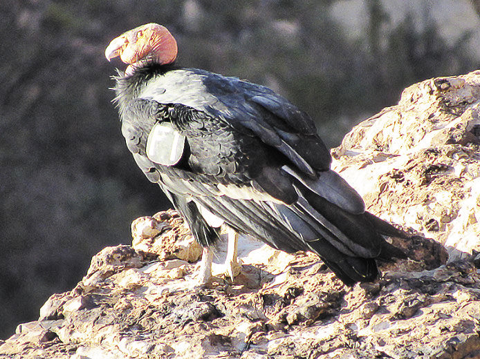 California Condors in Danger – Sun Lakes Splash